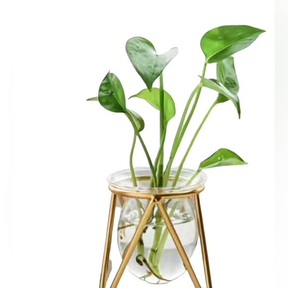Accents | Hydroponic Vase For Rooting Plants Brand New | Poshmark
